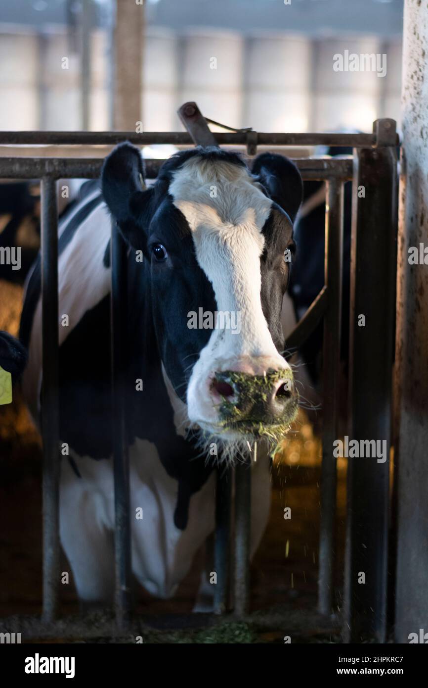 Sunny morning on parmesan parmiggiano-reggiano cheese production farm ...