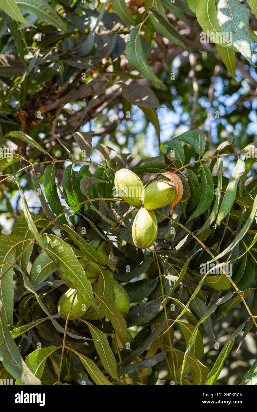 Green pecan nuts ripening on plantations of pecan trees on Cyprus near ...