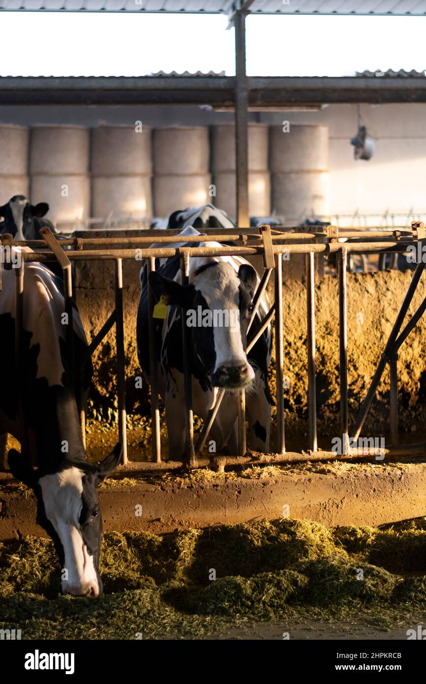 Sunny morning on parmesan parmiggiano-reggiano cheese production farm ...