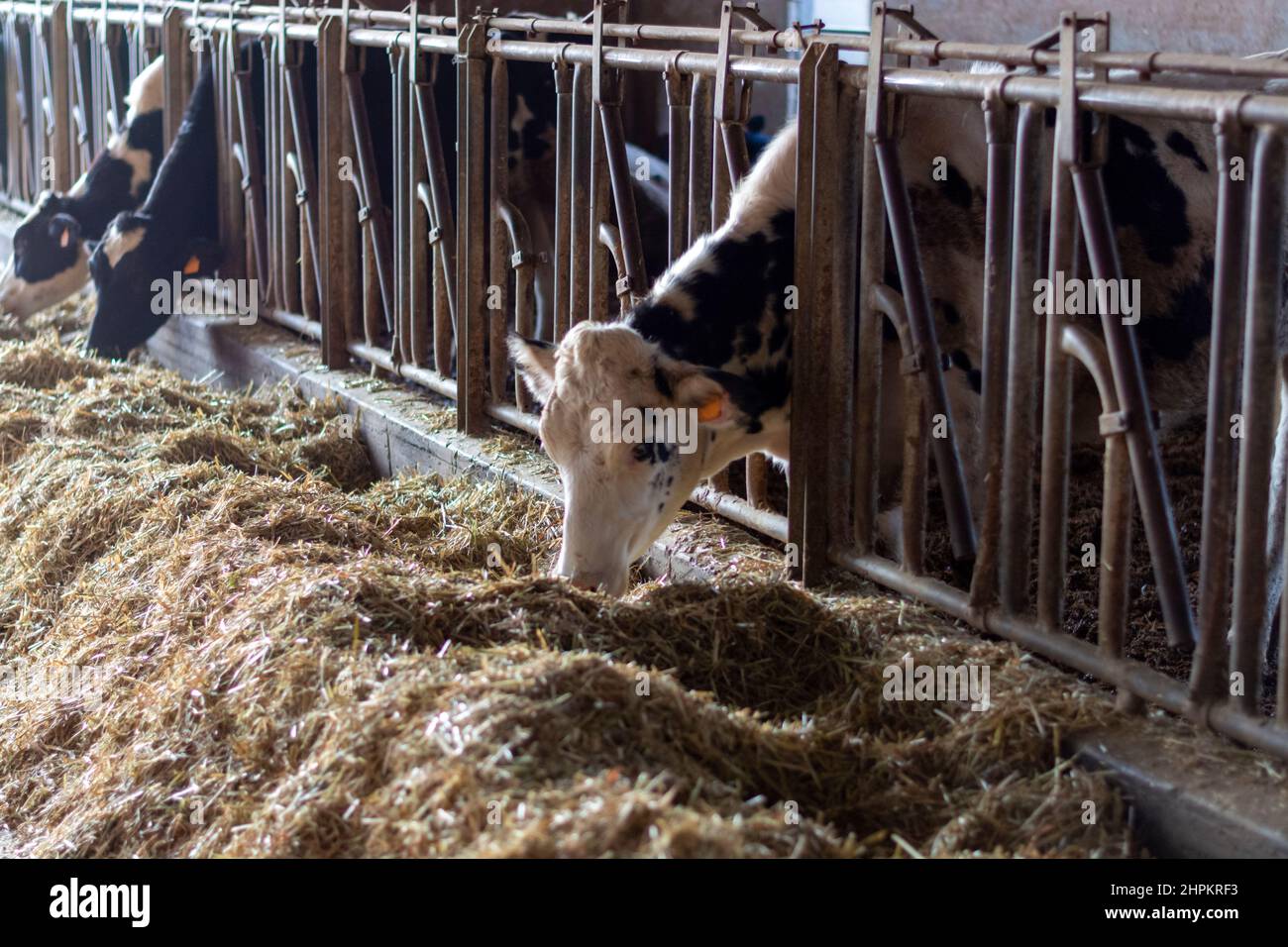 Sunny morning on parmesan parmiggiano-reggiano cheese production farm ...