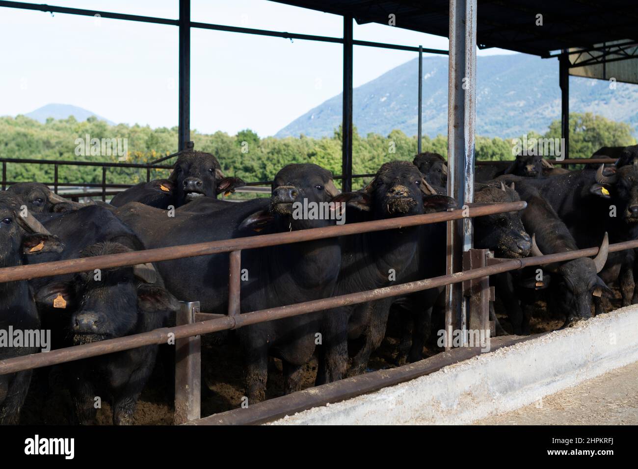 Mediterranea Italiana black buffalo raised on Italian cheese farm for ...