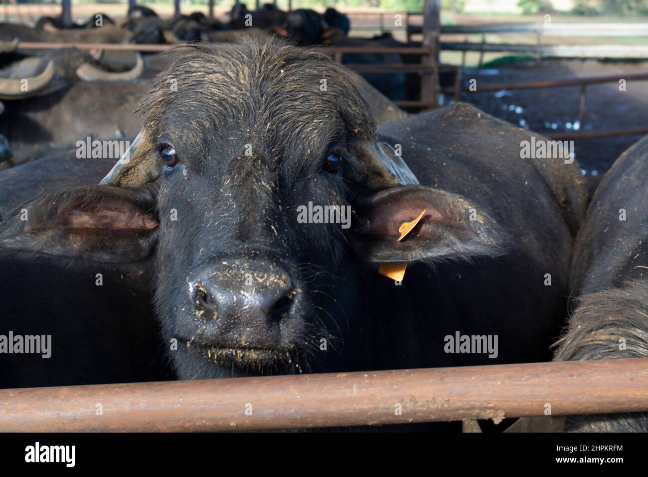 Mediterranea Italiana black buffalo raised on Italian cheese farm for ...