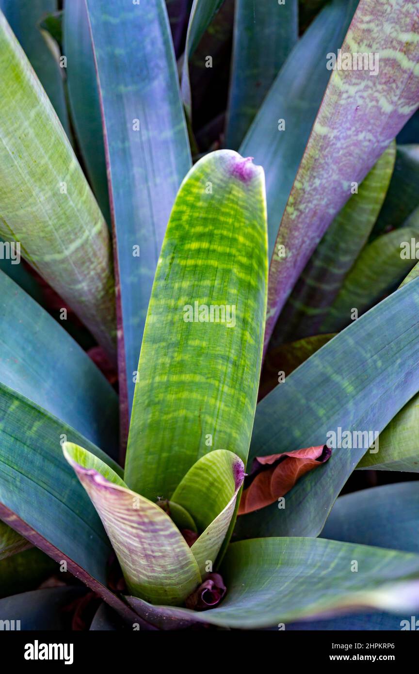 Giant tropical plant vriesea fosteriana after blossom close up Stock ...