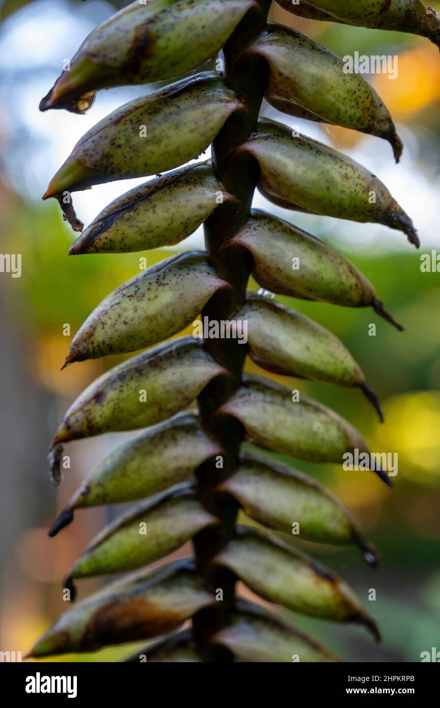 Giant tropical plant vriesea fosteriana after blossom close up Stock ...