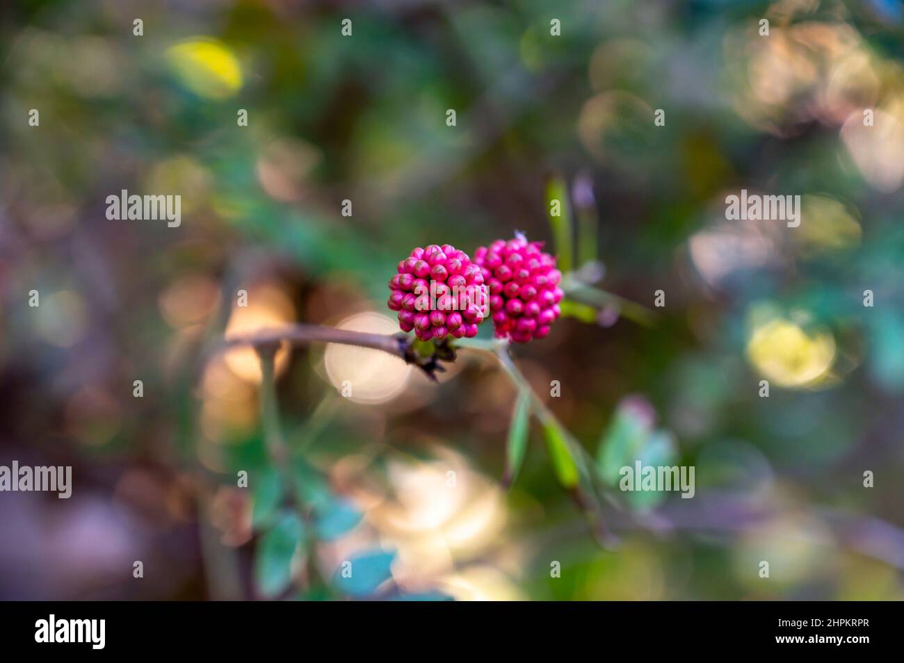 Blossom of red powderpuff exotic plant calliandra haematocephala from ...