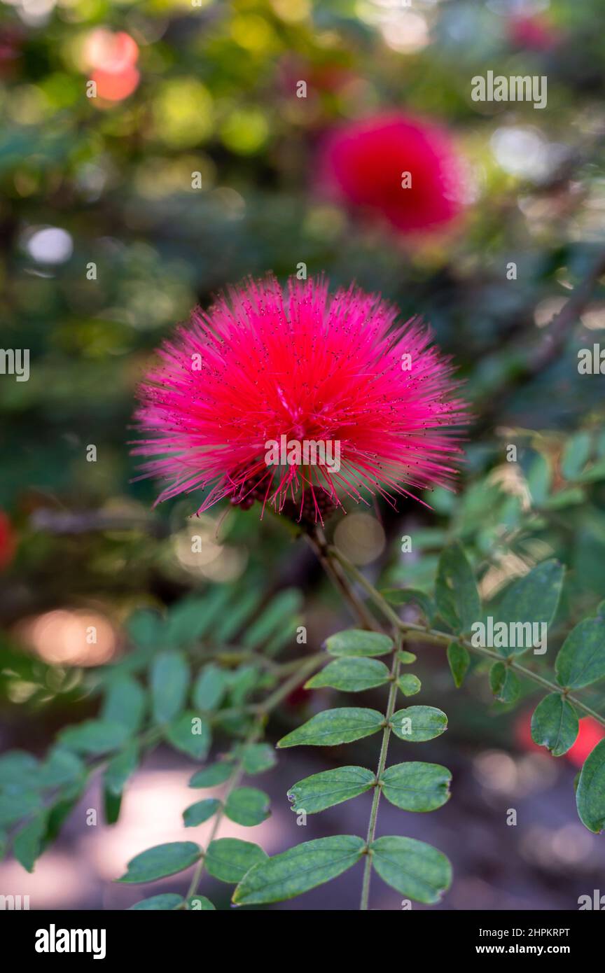 Blossom of red powderpuff exotic plant calliandra haematocephala from ...