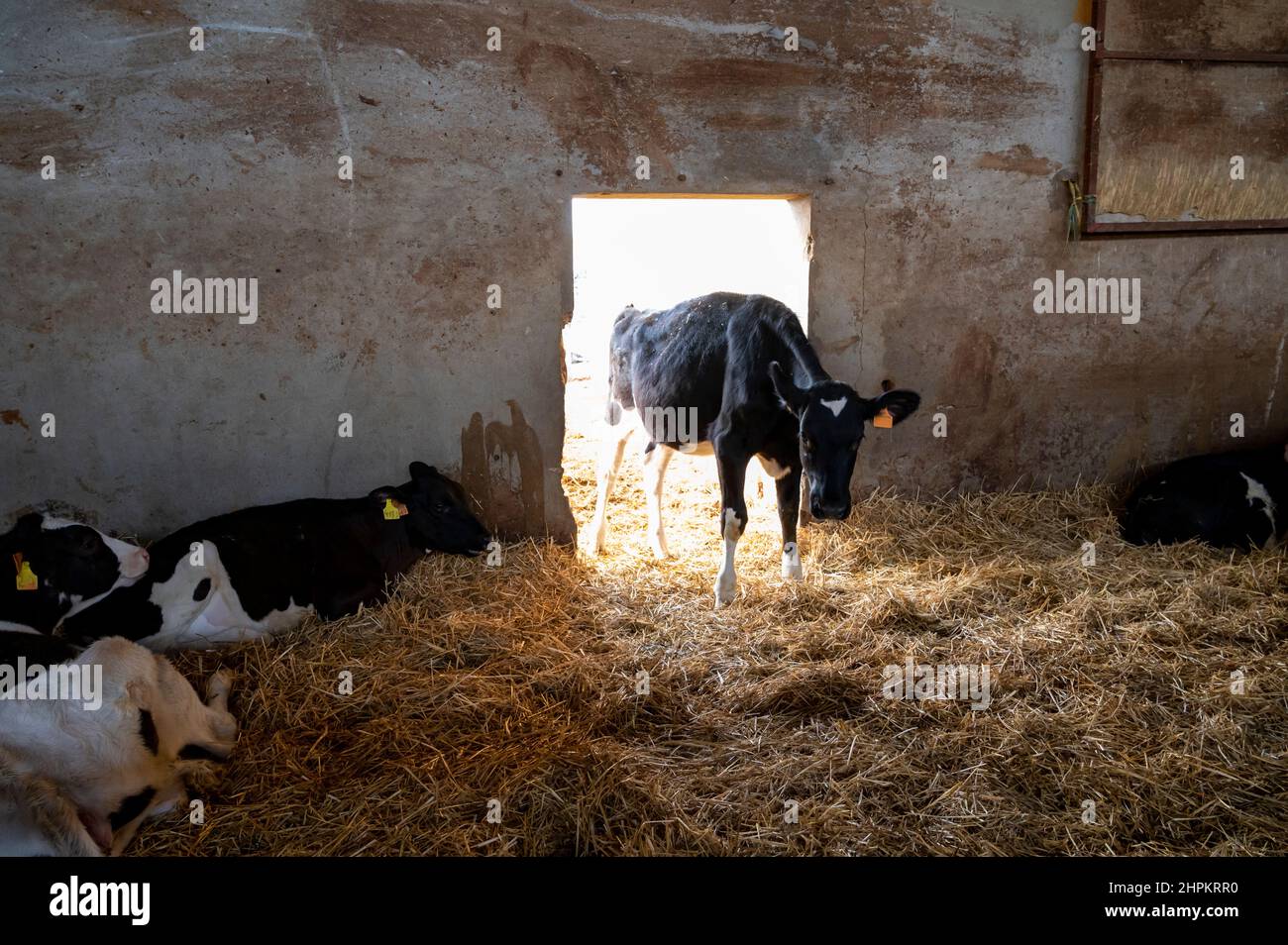 Sunny morning on parmesan parmiggiano-reggiano cheese production farm ...