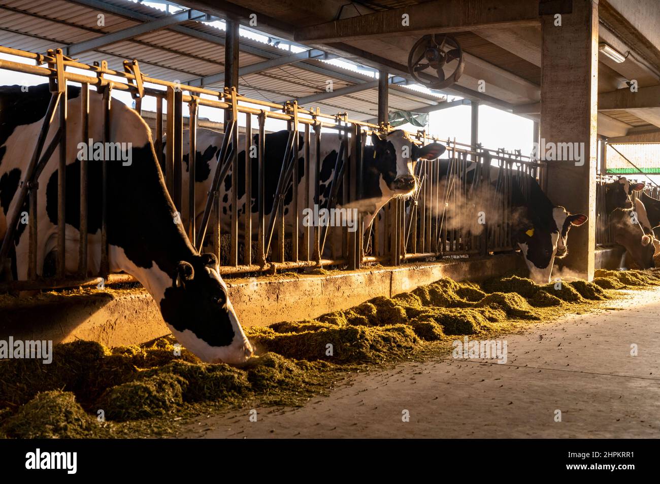 Sunny morning on parmesan parmiggiano-reggiano cheese production farm ...