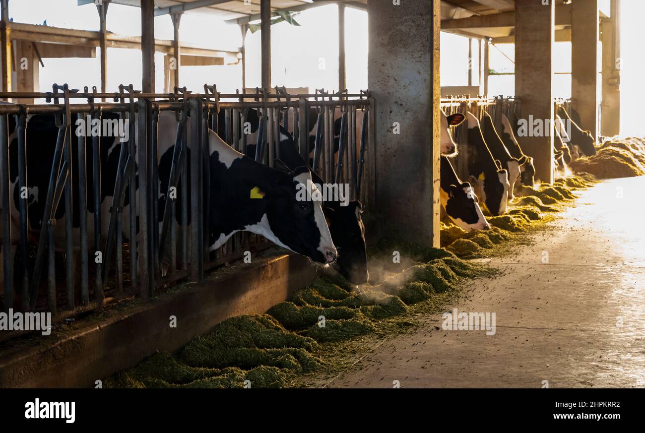 Sunny morning on parmesan parmiggiano-reggiano cheese production farm ...