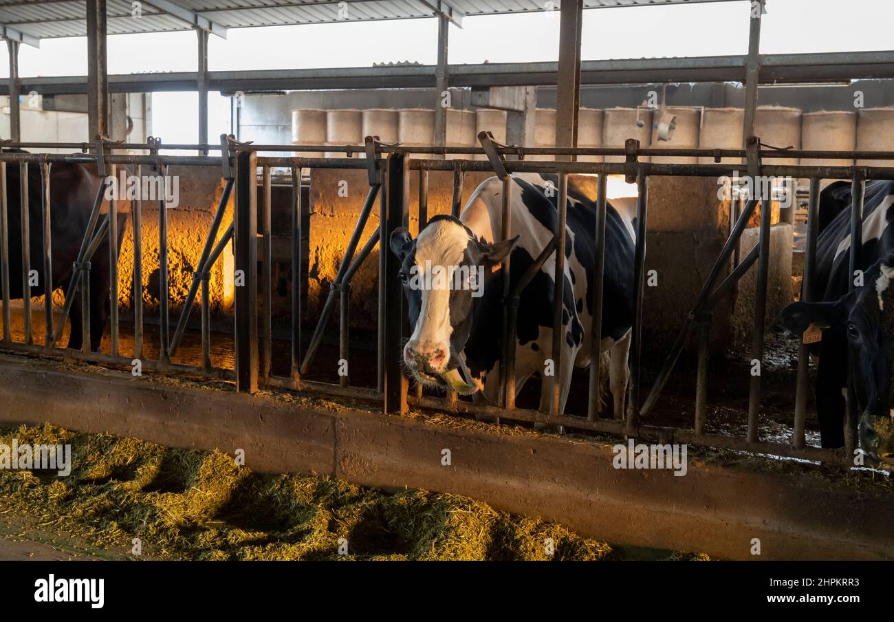 Sunny morning on parmesan parmiggiano-reggiano cheese production farm ...