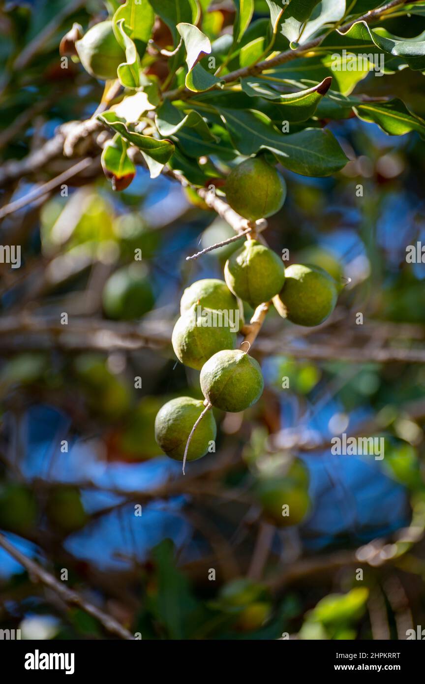 Hard green Australian macadamia nuts hanging on branches on big tree on ...