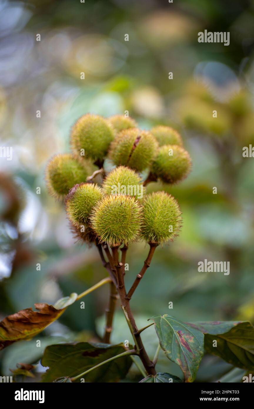 Bixa orellana or achiote plant, source of annato, natural orange-red ...