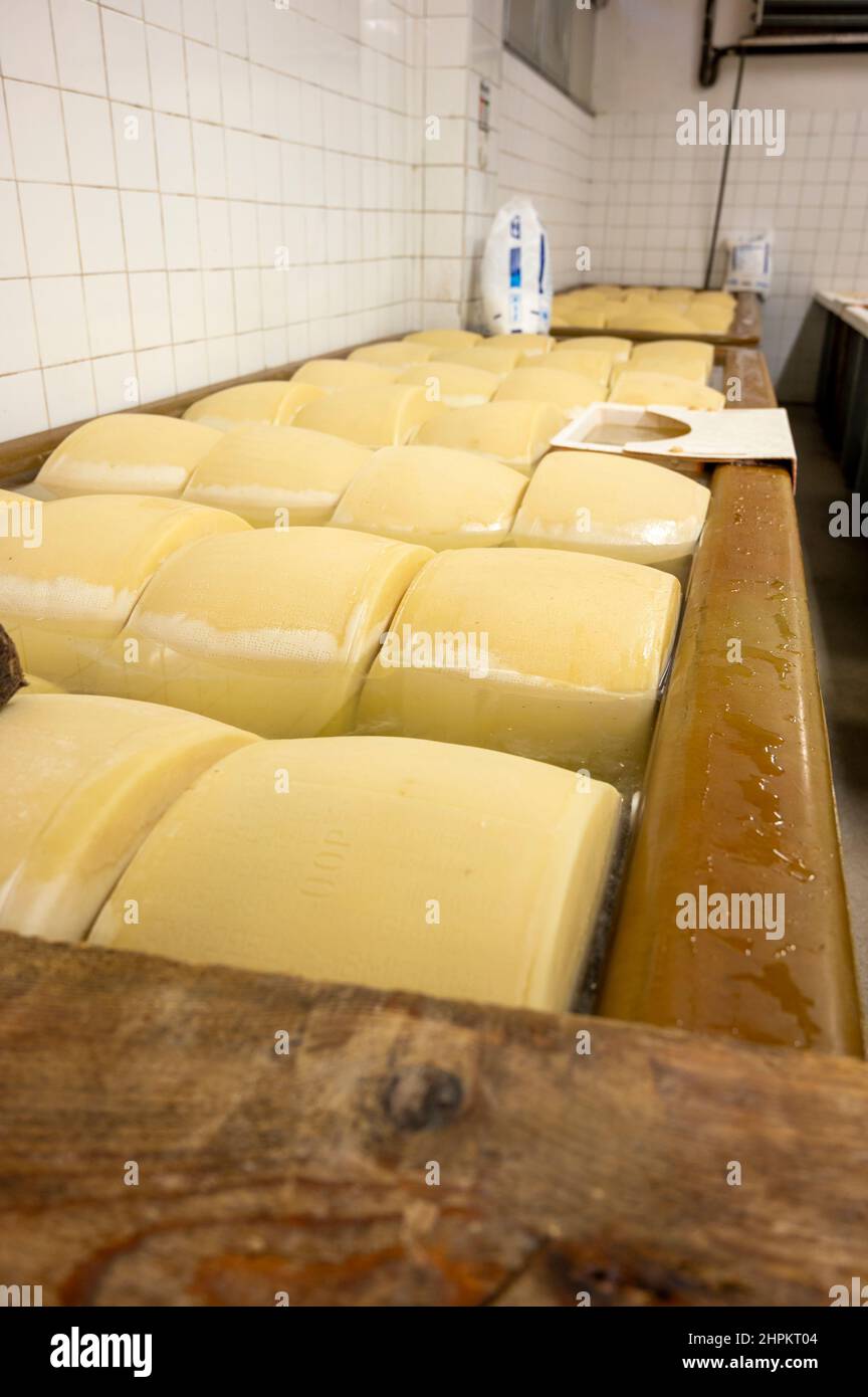 Process of making parmigiano-reggiano parmesan hard cheese on small ...