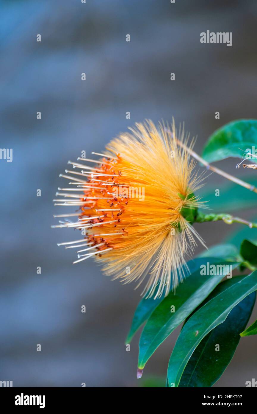 Blossom of yellow powderpuff exotic plant calliandra haematocephala ...