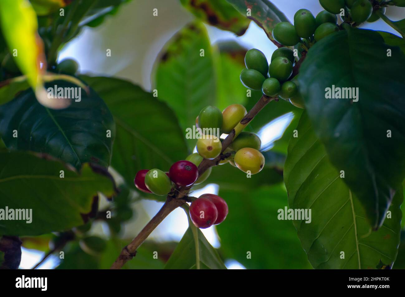 Arabica coffee tree with ripening coffee cherries berries on plantation ...