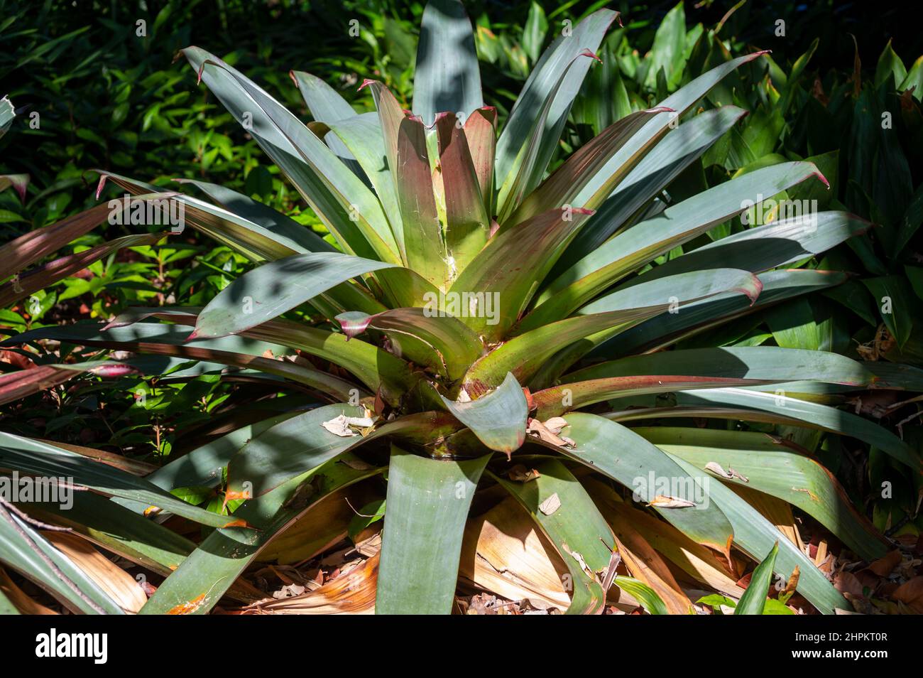 Giant tropical plant vriesea fosteriana after blossom close up Stock ...