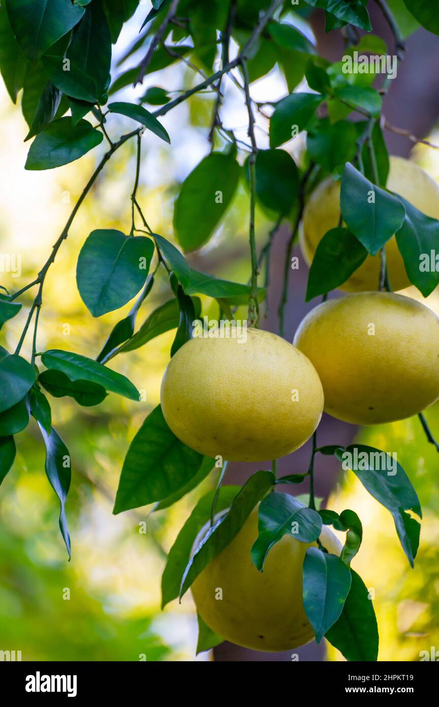 Ripening fruits of the pomelo hi-res stock photography and images - Alamy
