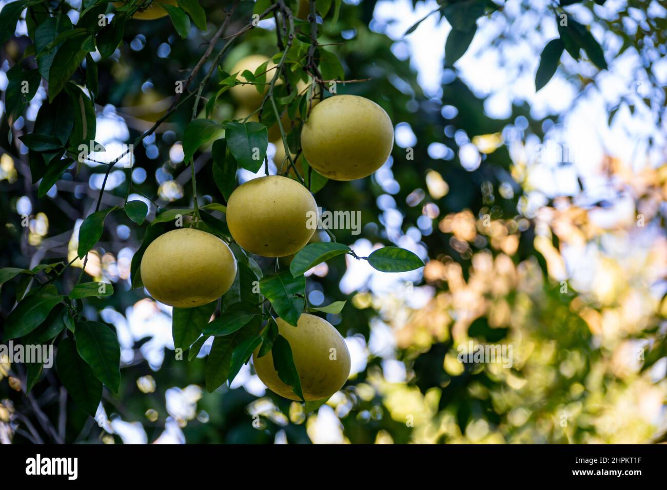 Green pomelo hanging on tree branch hi-res stock photography and images ...