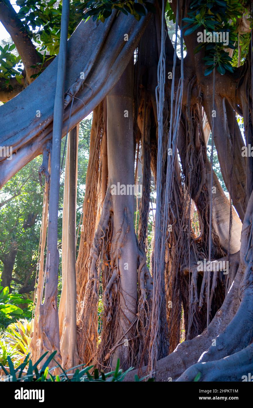 Giant ficus tree with hanging air roots in botanical garden on Tenerife ...