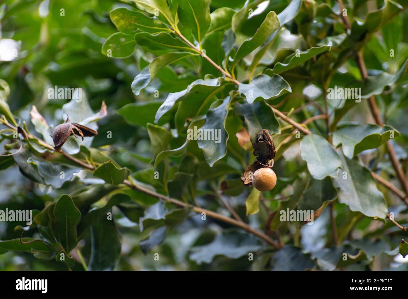 Hard green Australian macadamia nuts hanging on branches on big tree on plantation Stock Photo ...