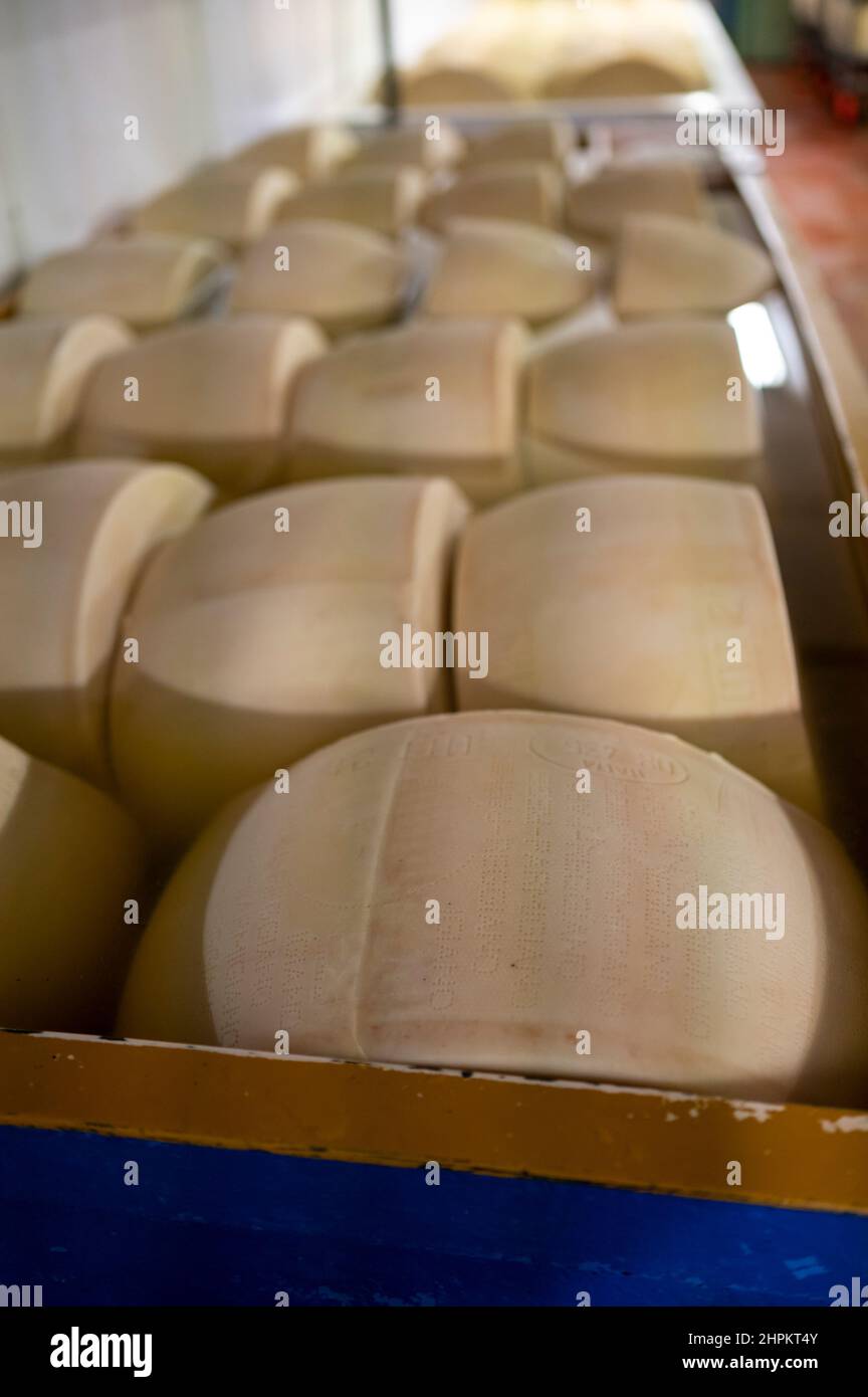 Process of making parmigiano-reggiano parmesan hard cheese on small ...