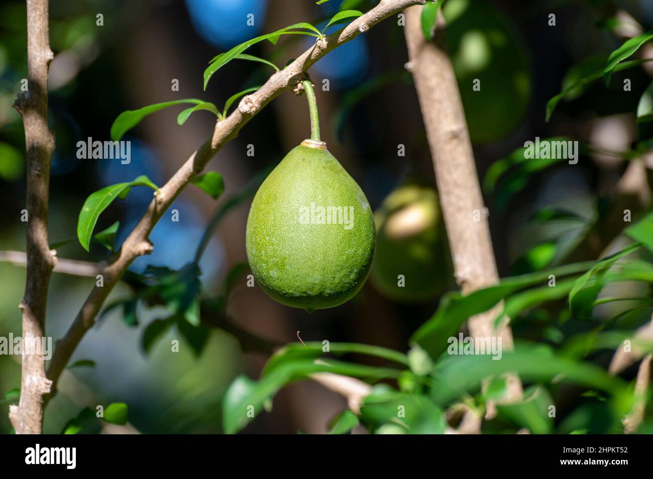 Green fruits hanging on Crescentia cujete or calabash tree in tropical ...