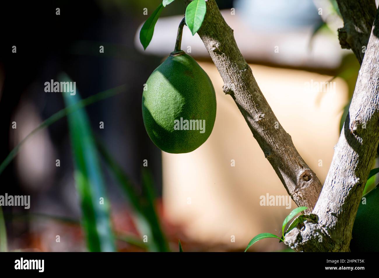 Green fruits hanging on Crescentia cujete or calabash tree in tropical ...
