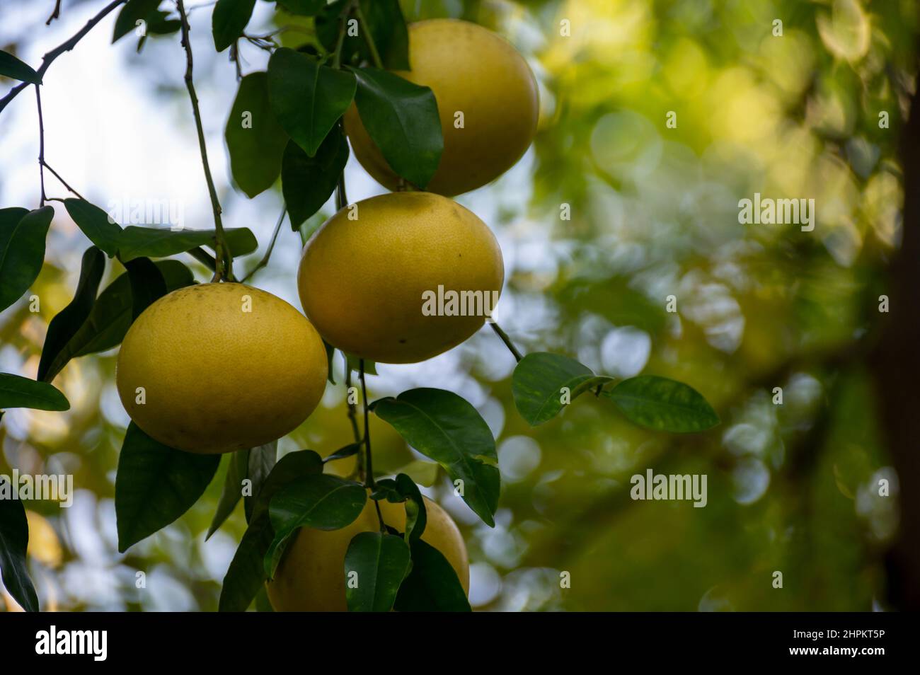 Ripening fruits of the pomelo hi-res stock photography and images - Alamy