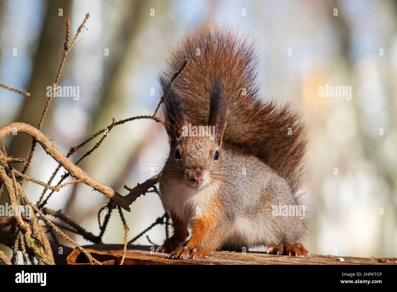 Fluffy tail hi-res stock photography and images - Alamy