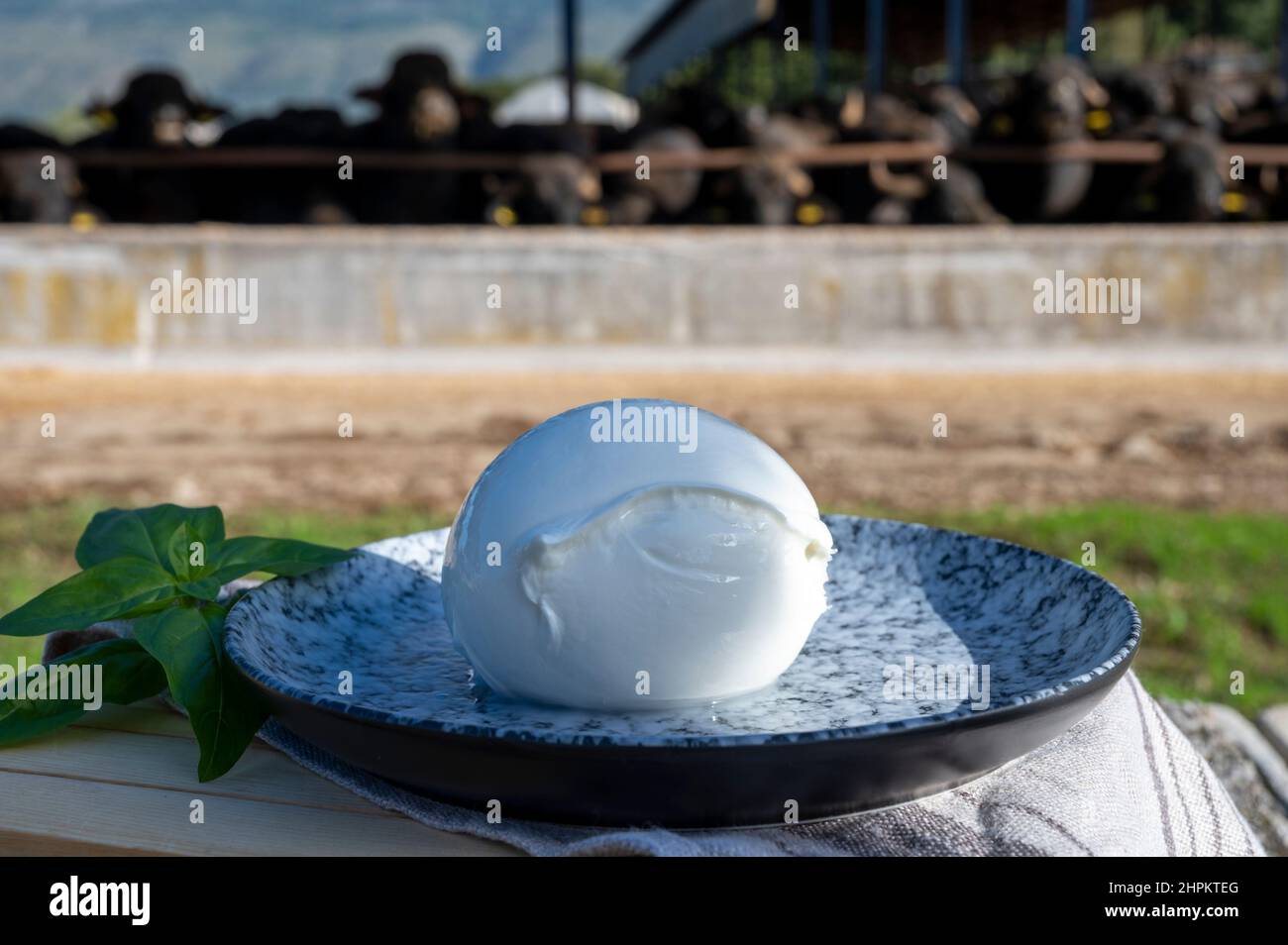 White ball of Italian soft cheese Mozzarella di Bufala Campana and ...