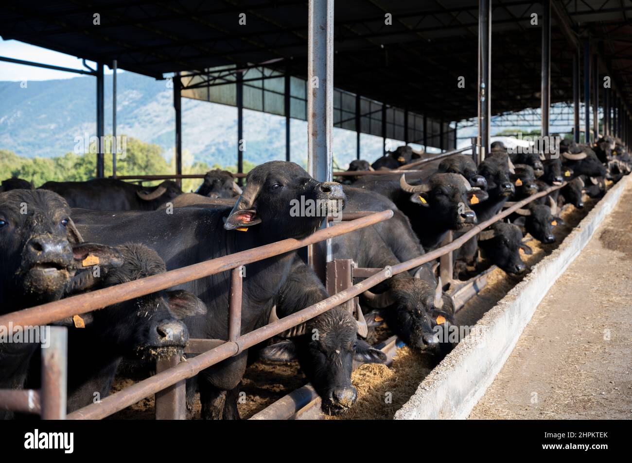 Mediterranea Italiana black buffalo raised on Italian cheese farm for ...