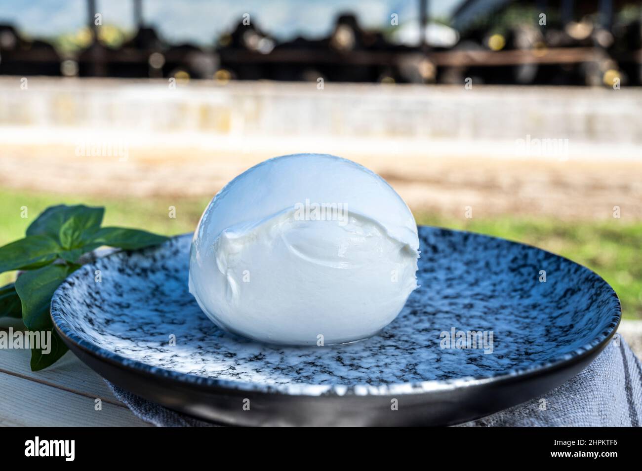 White ball of Italian soft cheese Mozzarella di Bufala Campana and ...