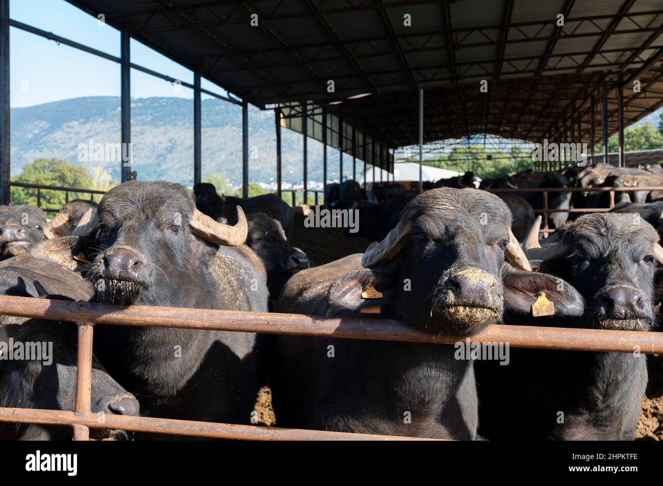 Mediterranea Italiana black buffalo raised on Italian cheese farm for ...