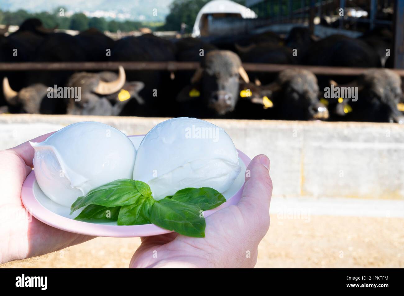 White balls of Italian soft cheese Mozzarella di Bufala Campana and ...