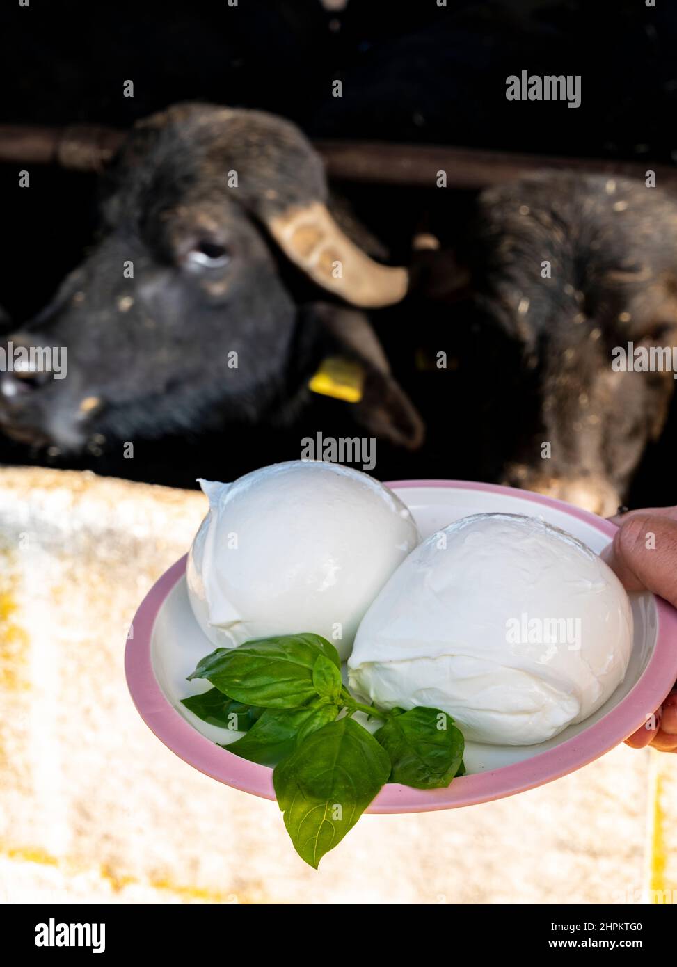 White balls of Italian soft cheese Mozzarella di Bufala Campana and ...