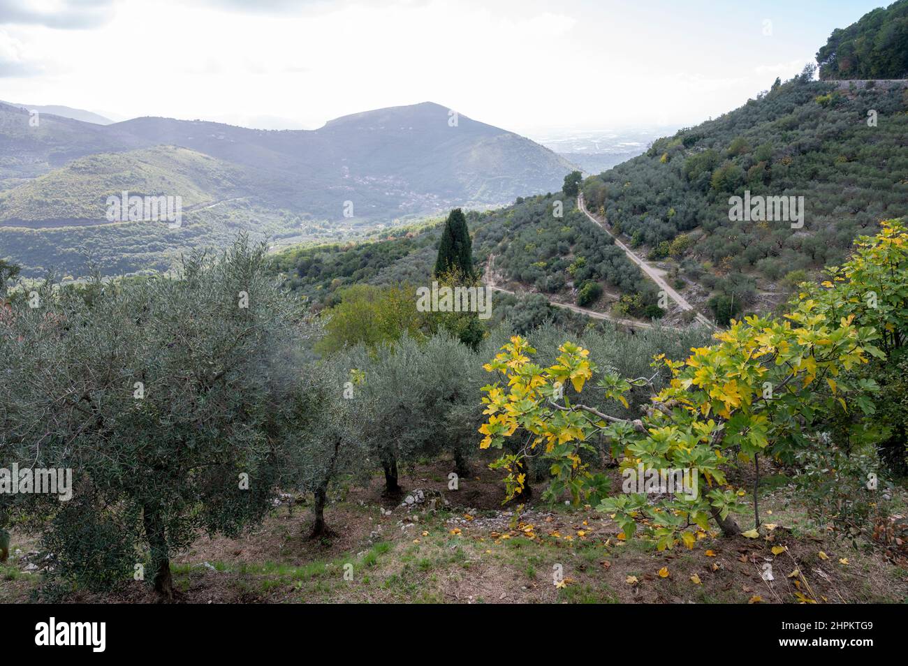 Olive trees grove on hills near Lenola, harvesting of ripe green ...