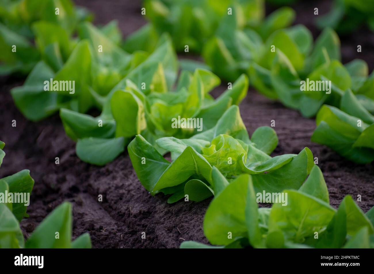 Italian greenhouse with rows of young organic green lettuce salad ...