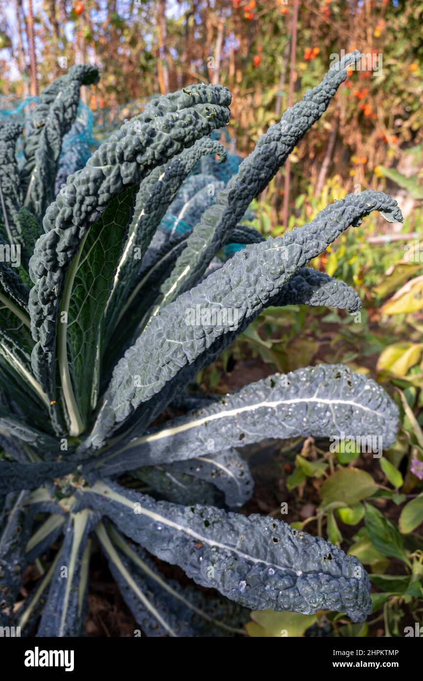 Growing in garden cavolo nero kale cabbage or black tuscan palm, vegan ...
