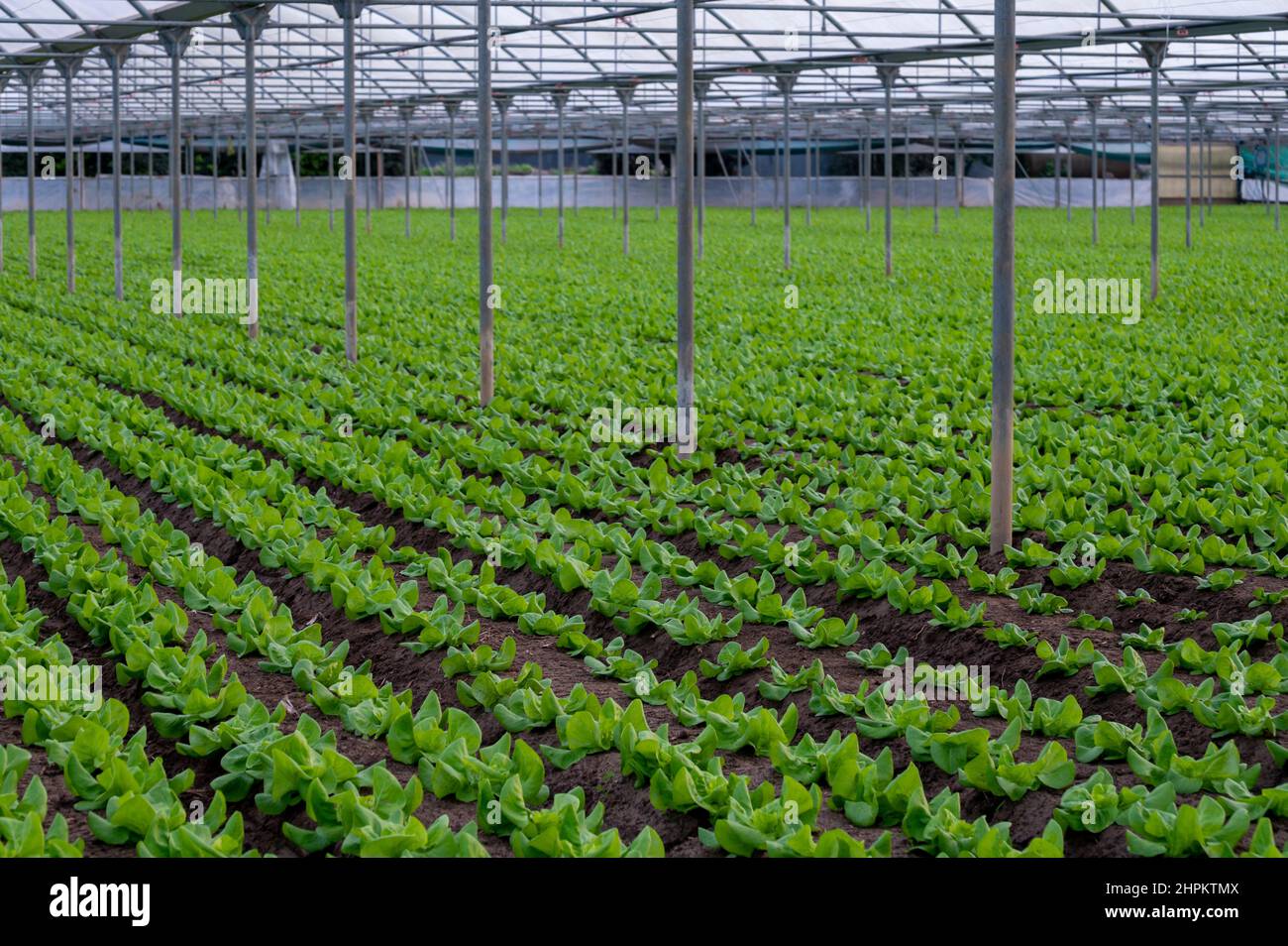 Italian greenhouse with rows of young organic green lettuce salad ...