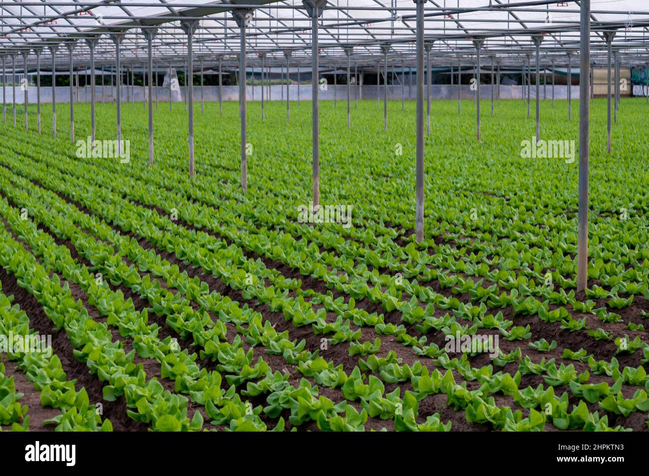 Italian greenhouse with rows of young organic green lettuce salad ...