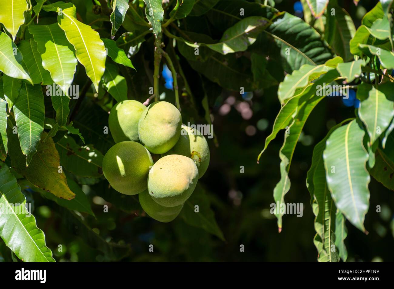 Green mangoes ripening on tree in sunny day on Tenerife close up Stock ...