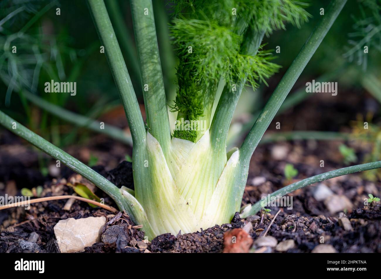 Organic vegetables gargen, white fennel bulbs growing in open soil ...