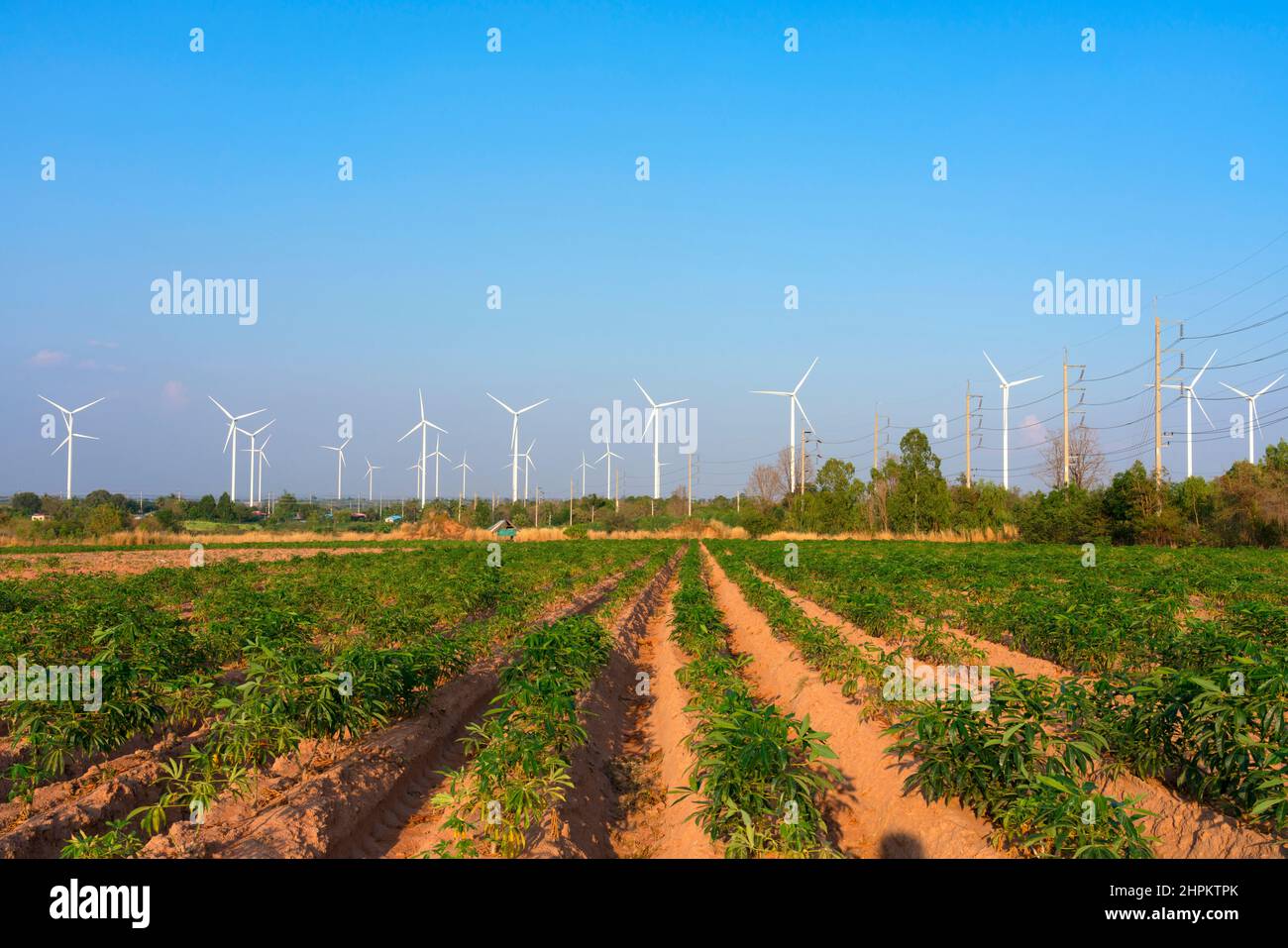 Cassava factory hi-res stock photography and images - Alamy
