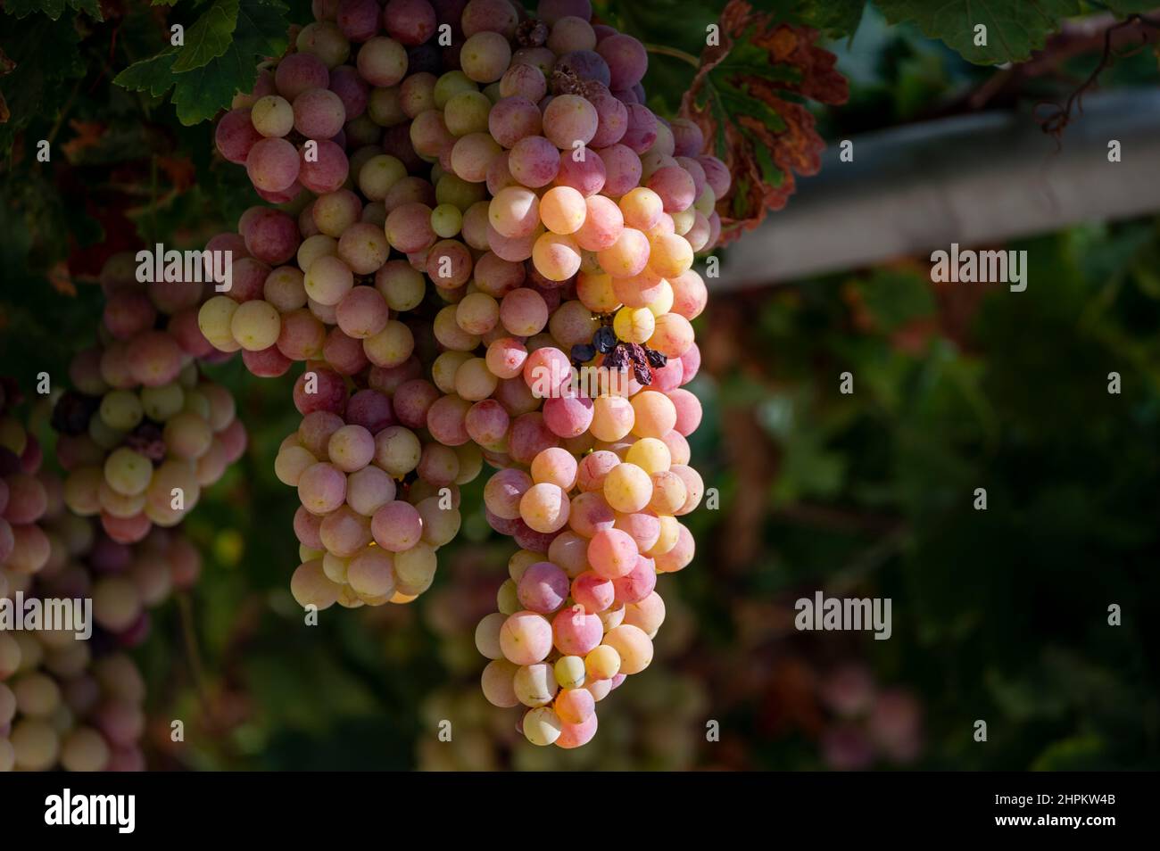 Bunches of white-pink sweet seedless table grapes ripening on vineyars of Cyprus, nature ...