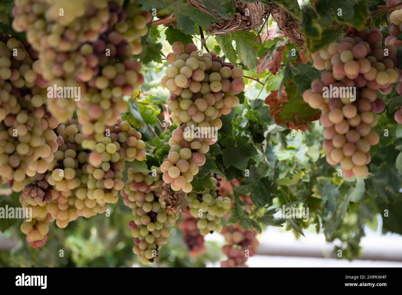 Bunches of white-pink sweet seedless table grapes ripening on vineyars ...