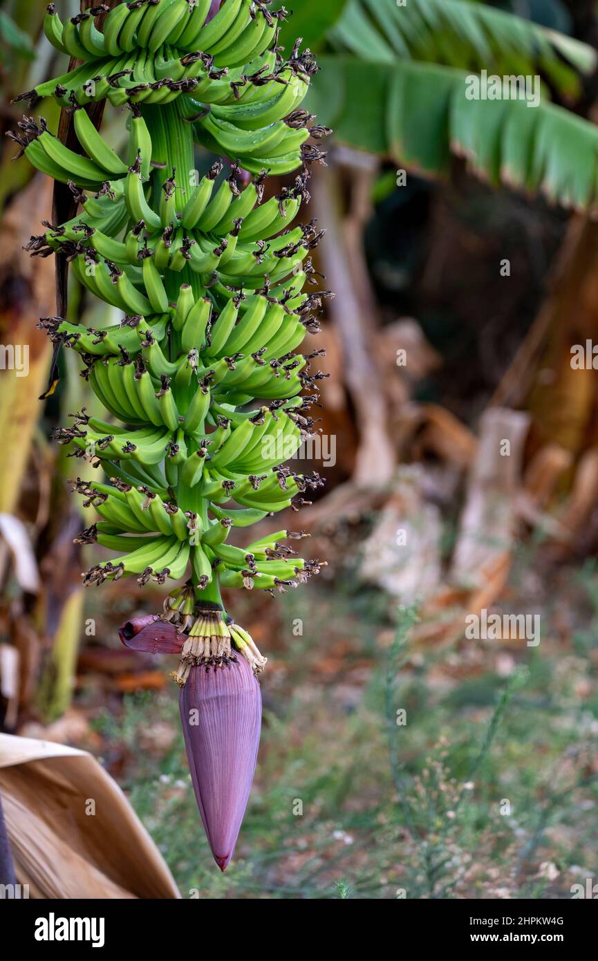 Banana trees plantations with clusters of green bananas tropical fruits ...