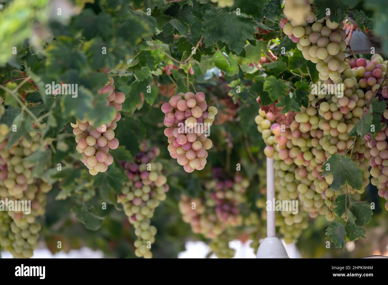 Bunches of white-pink sweet seedless table grapes ripening on vineyars ...