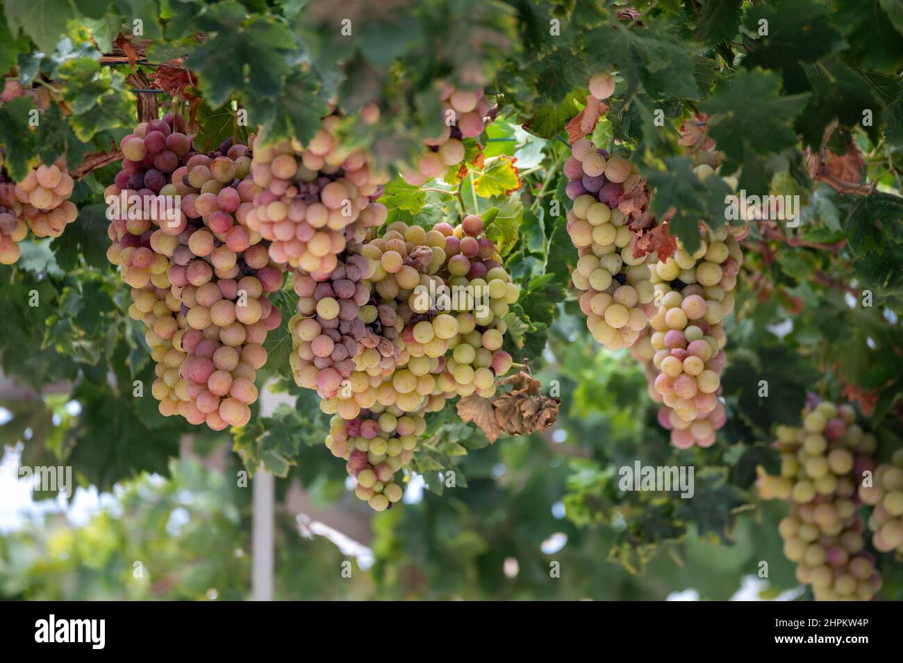 Bunches of white-pink sweet seedless table grapes ripening on vineyars ...