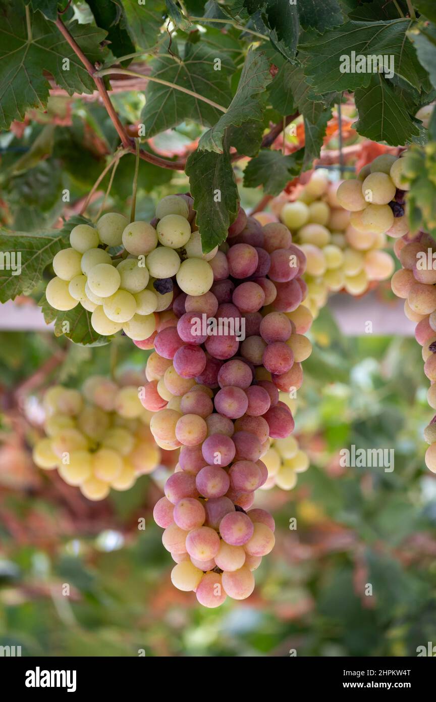 Bunches of white-pink sweet seedless table grapes ripening on vineyars of Cyprus, nature ...