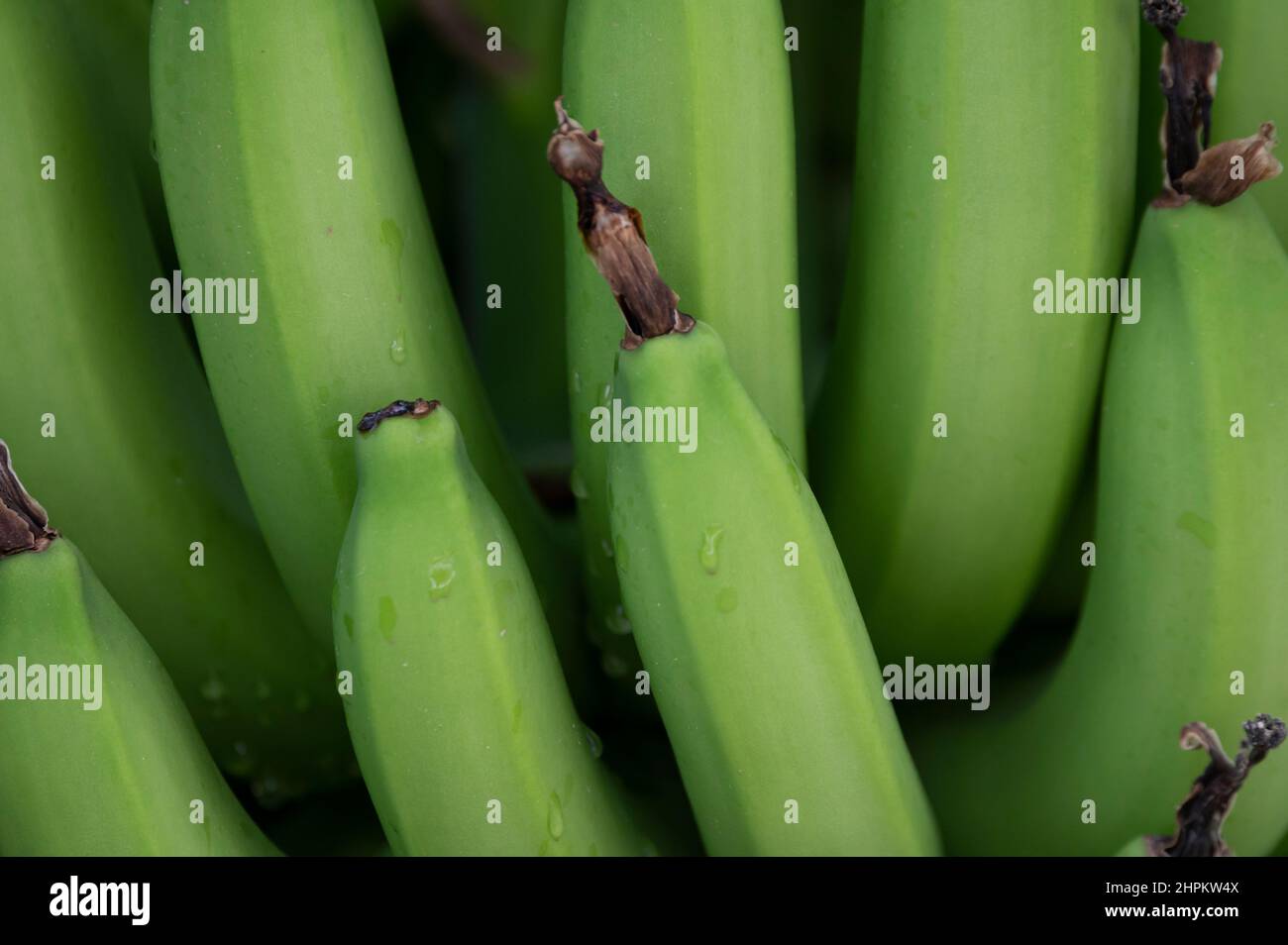 Banana trees plantations with clusters of green bananas tropical fruits ...